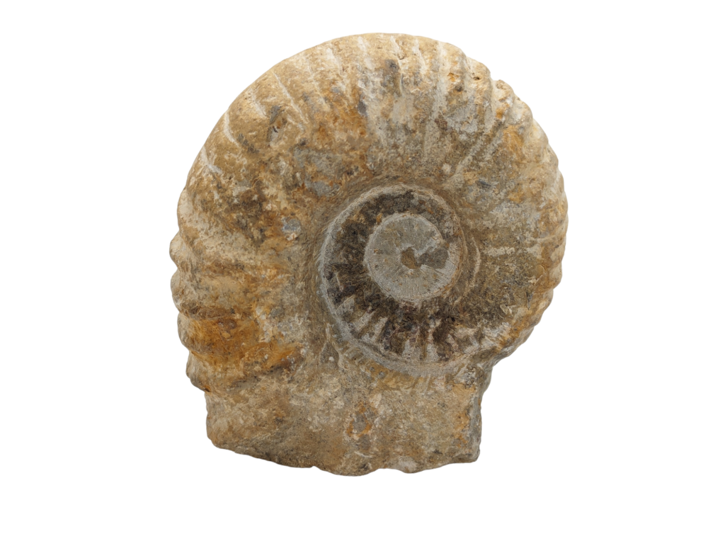 Stone Ammonite Fossil | The Ore Cart Rock Shop