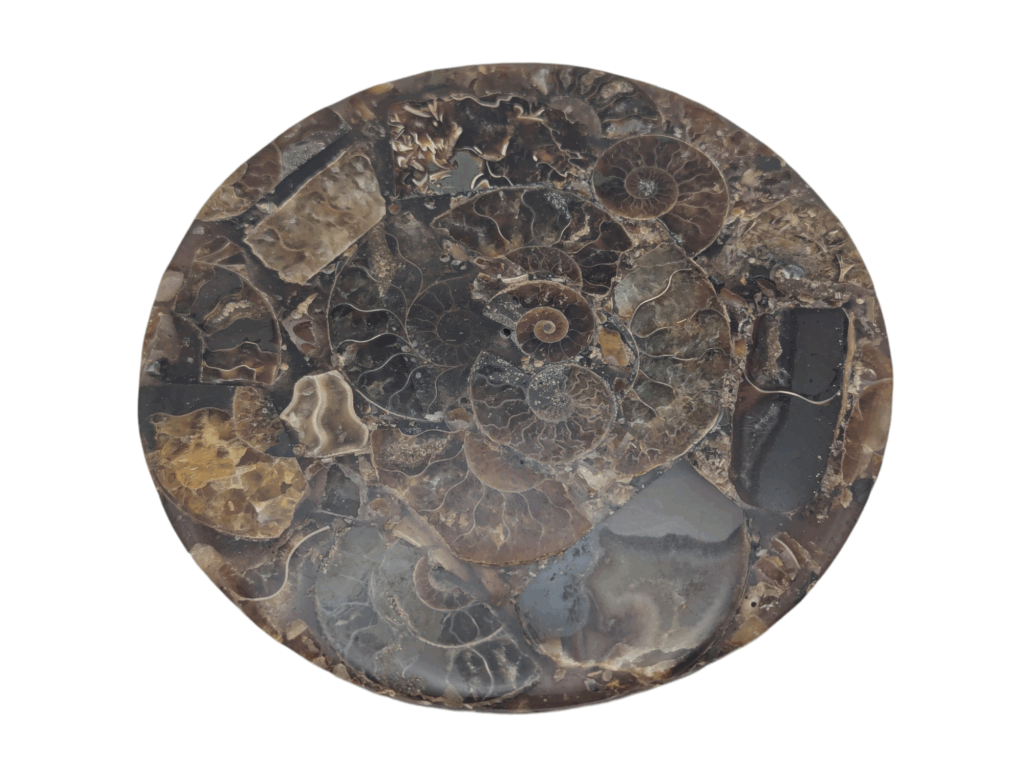 Natural Polished Ammonite Fossil Slice Plate | The Ore Cart Rock Shop